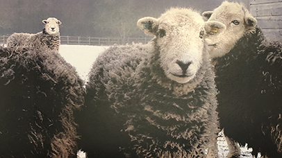 Equalities, Diversity and Inclusion Team helps on farm, adopts sheep ...