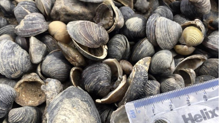 Mollusc invaders in the Thames – a mark of the Anthropocene | News ...