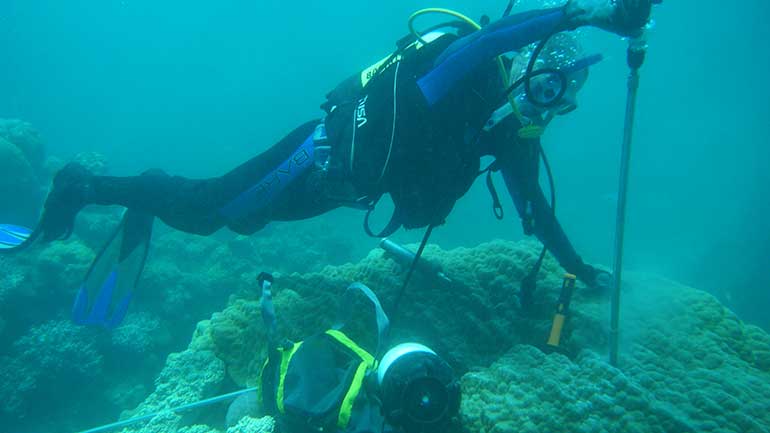 Analysis of coral reveals long-term climate impact in Southeast Asia ...