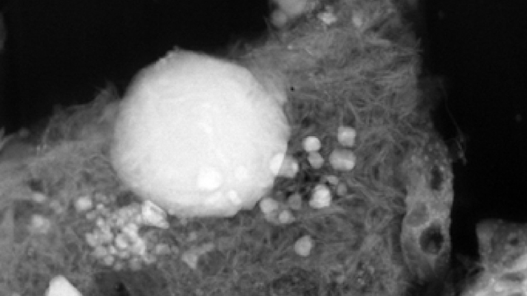 Leicester scientists reveal new insights into the evolution of our ...