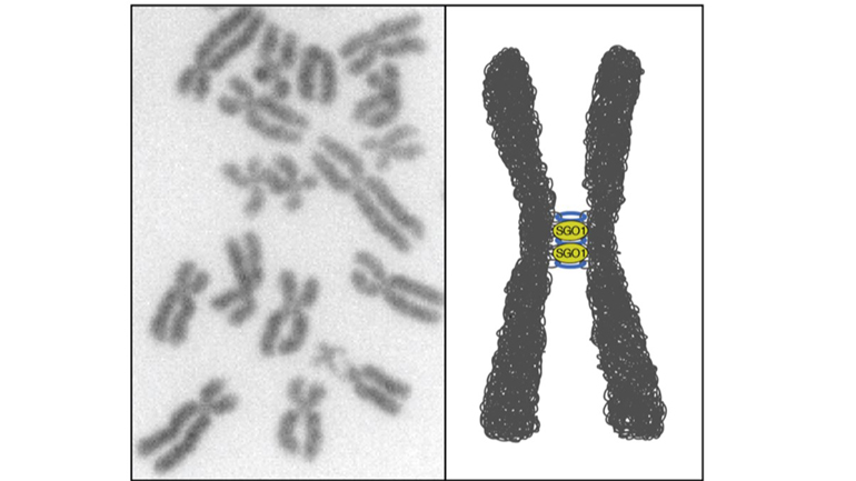 A study by a Leicester scientist has answered the 100-year-old question ...