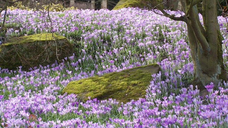 Botanic Garden’s Crocus Sundays return this month | News | University ...