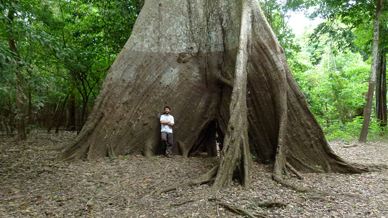 Tree rings reveal increasing rainfall seasonality in the Amazon | News ...