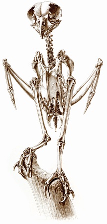 Beneath the feathers how bones reveal the beauty of bird anatomy | News ...