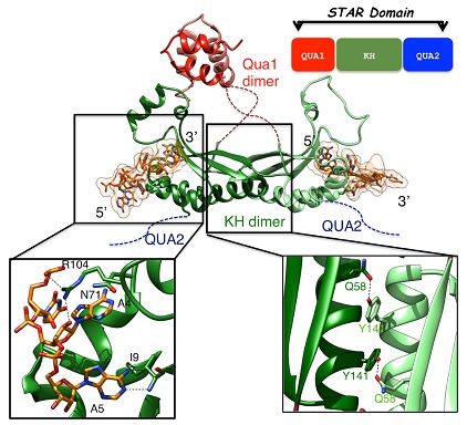 Study creates first 3D vision of cancer target | News | University of ...