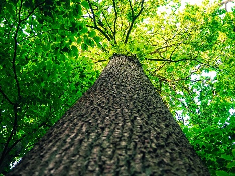 Study reveals how thirsty trees pull water to their canopies | News ...