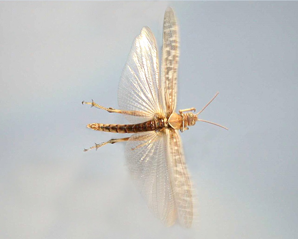 Research highlights incredible insects during National Insect Week ...