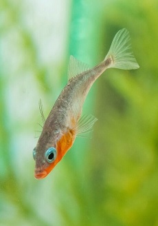 Research shows female fish judge males on DIY skills | News ...