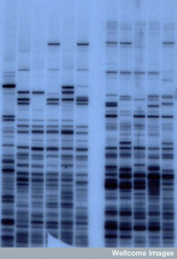 Leicester academic Professor Mark Jobling to chart the evolution of ...