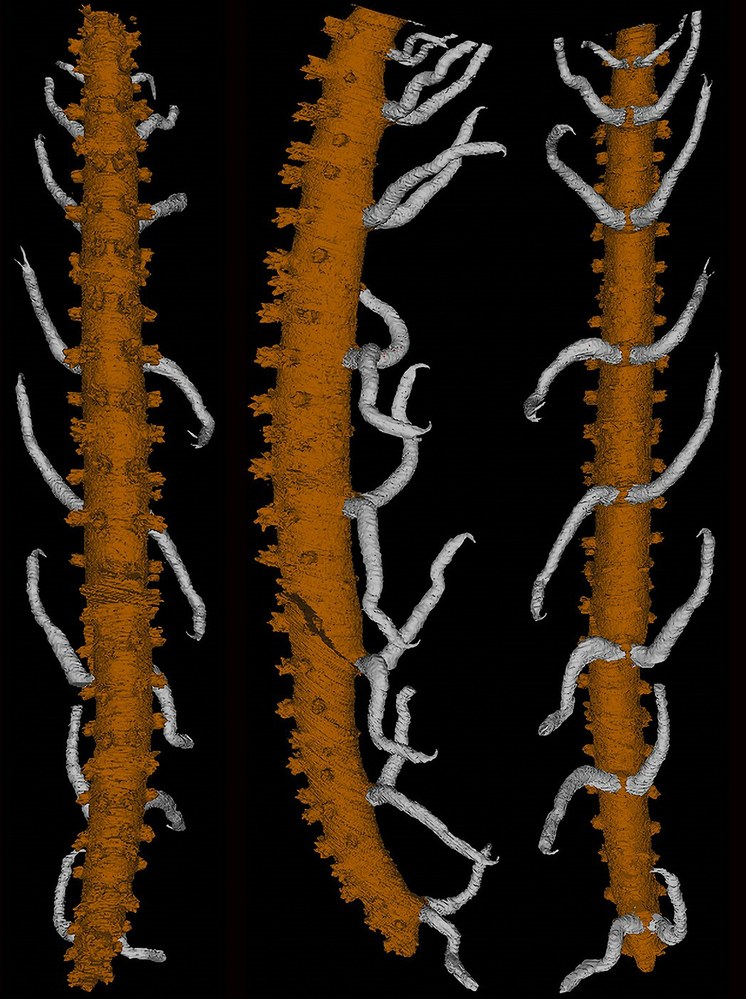 New species of rare ancient worm discovered in fossil hotspot | News ...